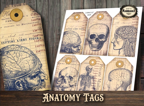 Anatomy Tags Victorian Medical Pharmacy Collage Scrapbook Junk - Etsy