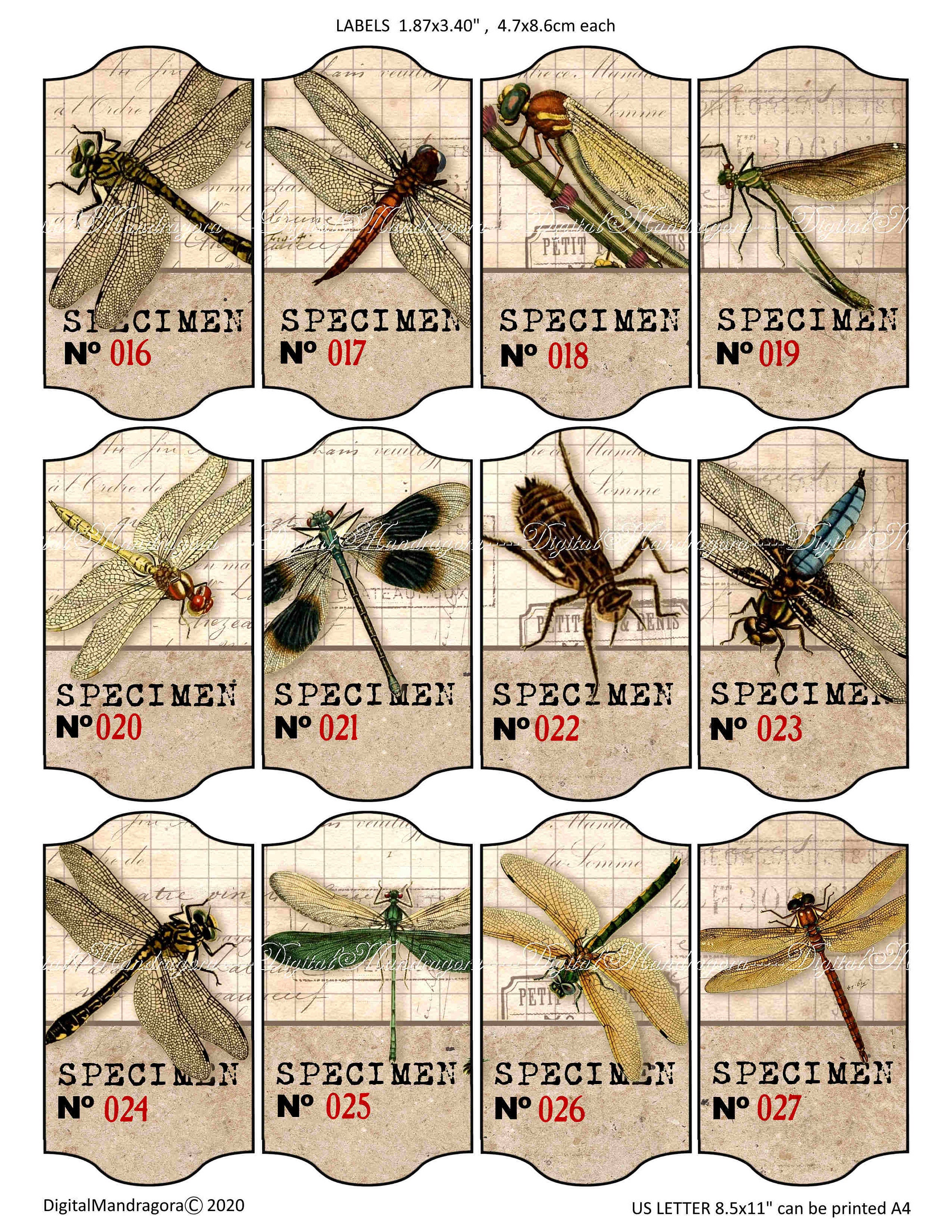 Dragonfly specimen labels vintage dragonflies images | Etsy