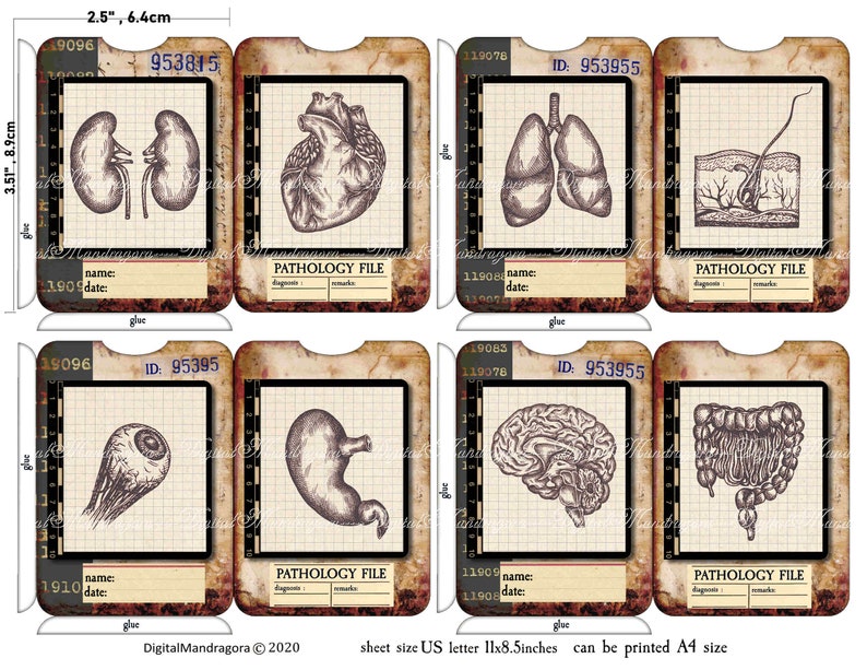 Human Organs Slides With Tray Vintage Specimen Anatomy - Etsy