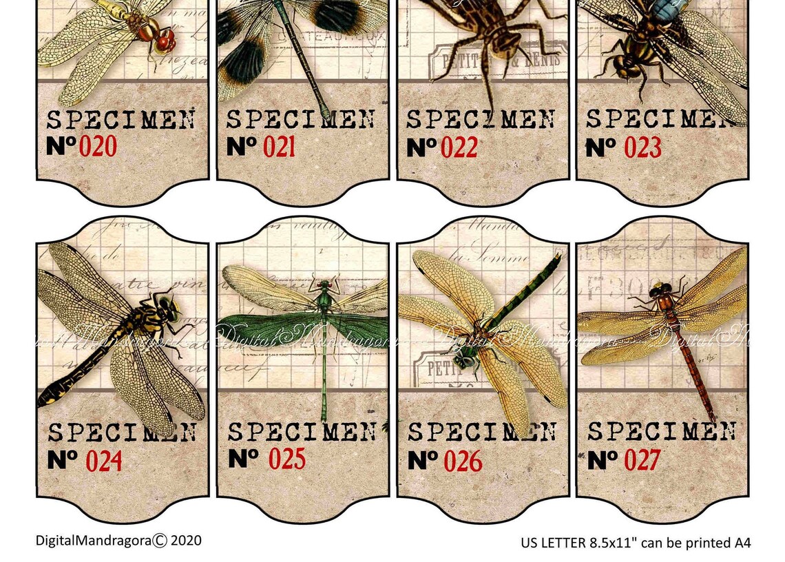 Dragonfly Specimen Labels Vintage Dragonflies Images - Etsy UK