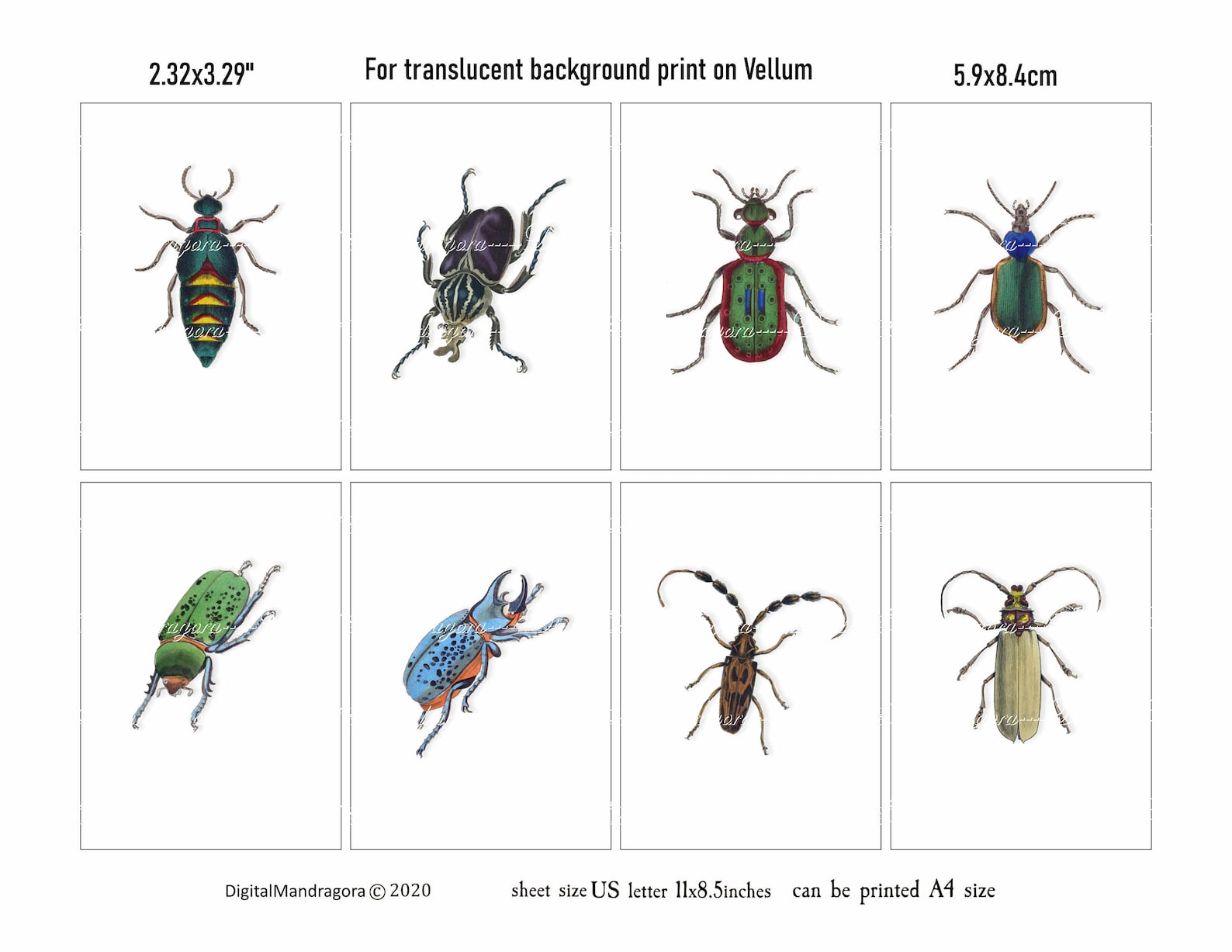 Bugs Specimen Slides With Frames, Vintage Bugs Cards for Journaling ...
