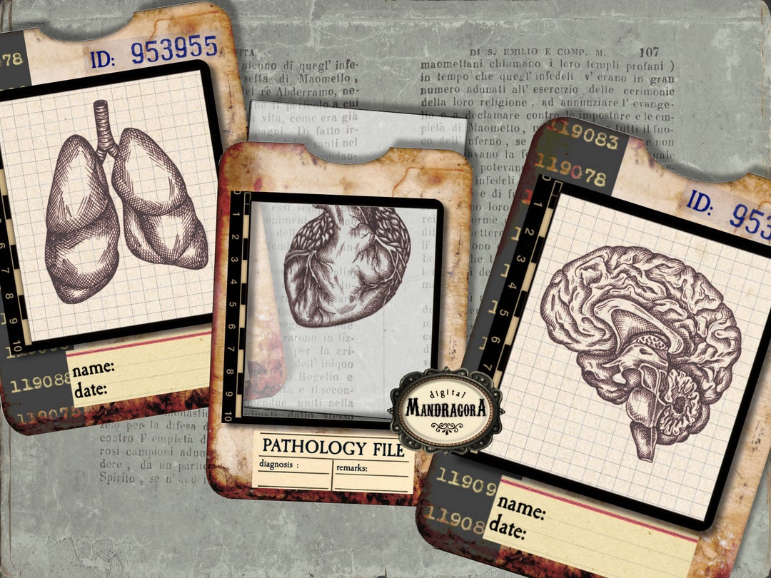 Human Organs Slides With Tray, Vintage Specimen Anatomy Medical ...