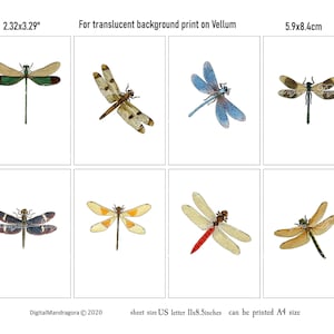 Dragonfly Specimen Slides With Frames, Vintage Dragonfly Cards for ...