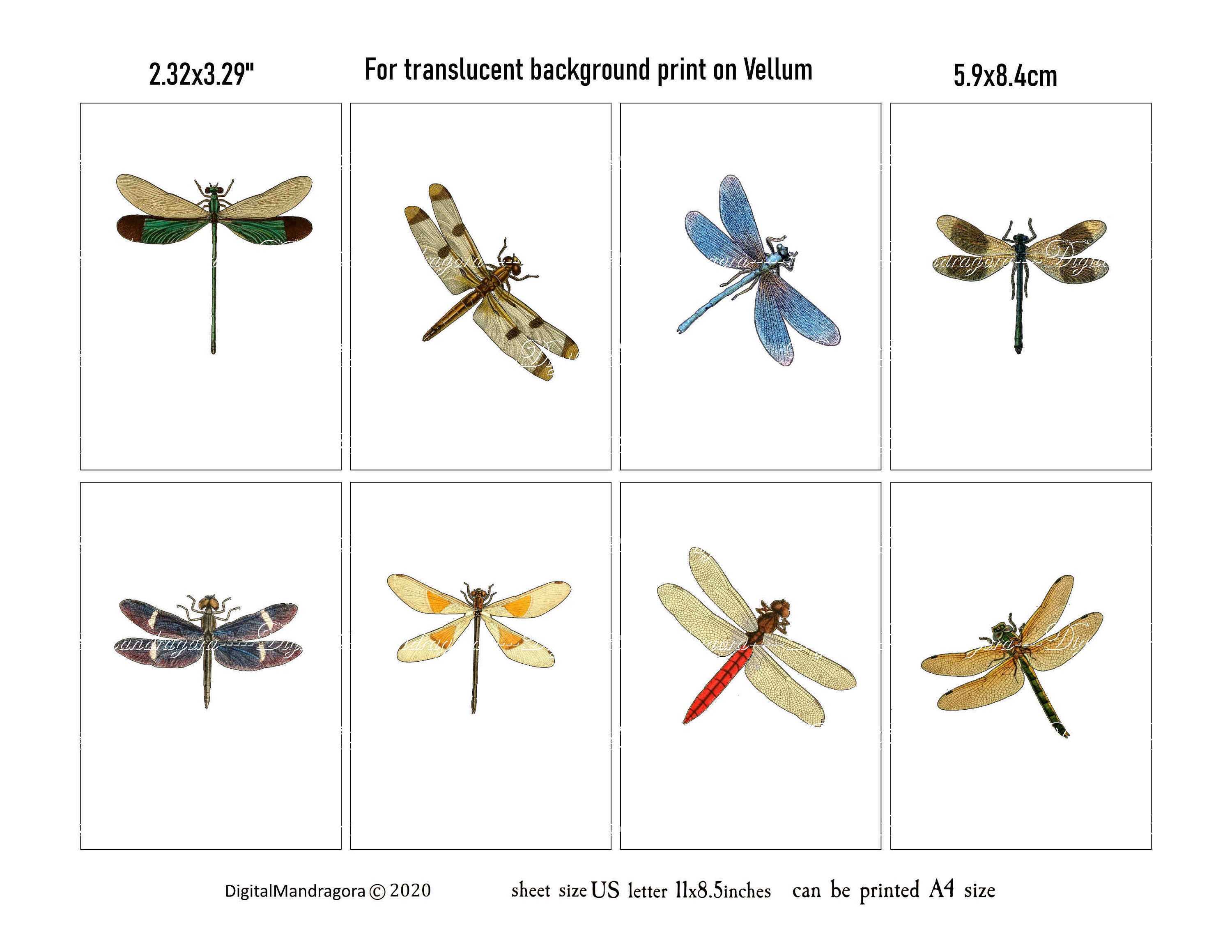 Dragonfly Specimen Slides With Frames Vintage Dragonfly Cards - Etsy UK