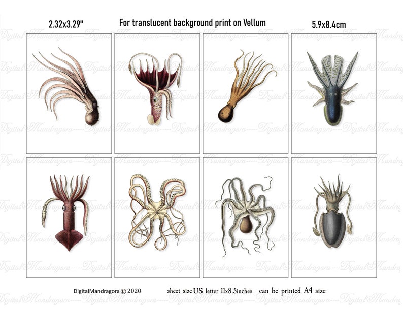 Octopus and Sepia Specimen Slides With Tray, Vintage Sepia and Octopus ...