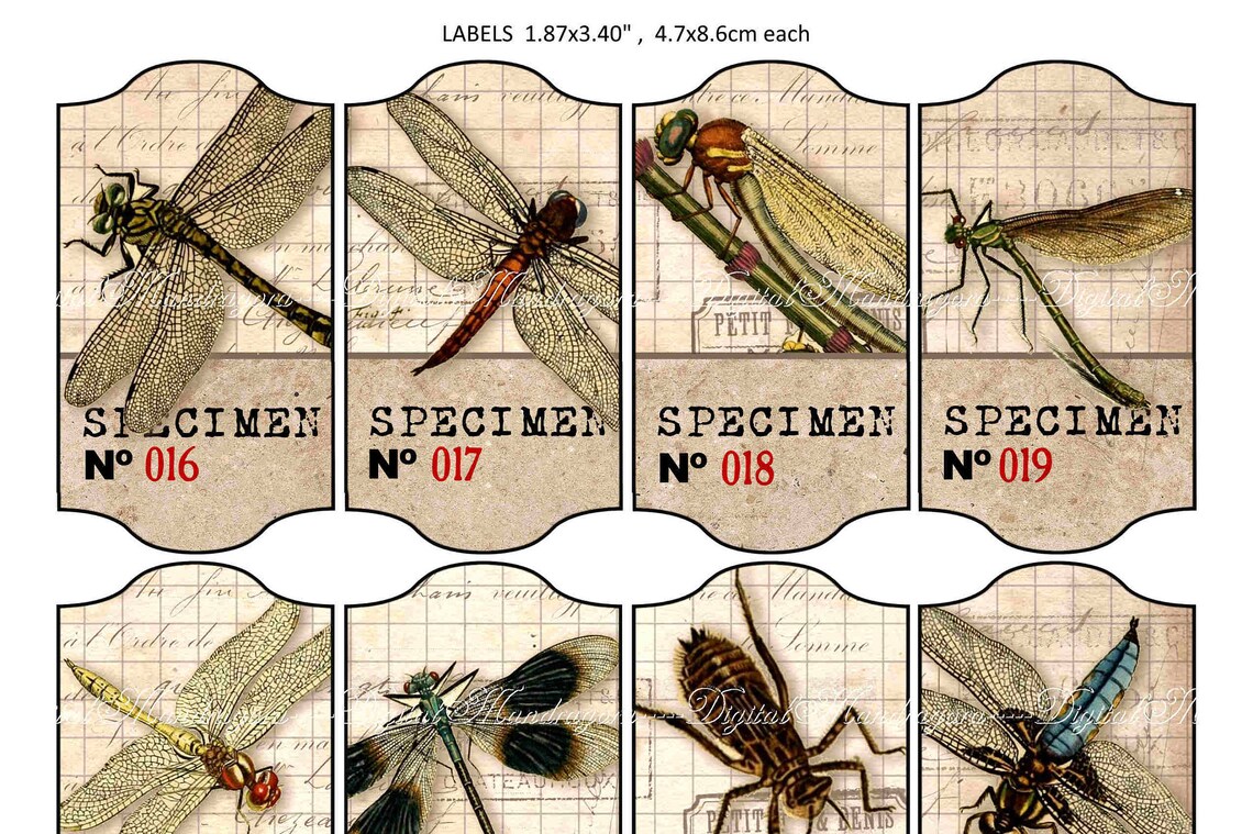 Dragonfly Specimen Labels Vintage Dragonflies Images - Etsy UK