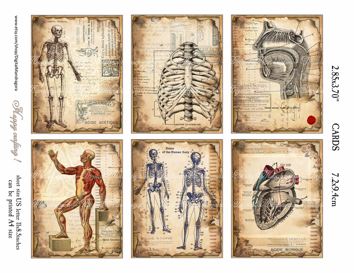 Anatomy Cards Vintage Medical Cards on Burnt Paper Vintage - Etsy