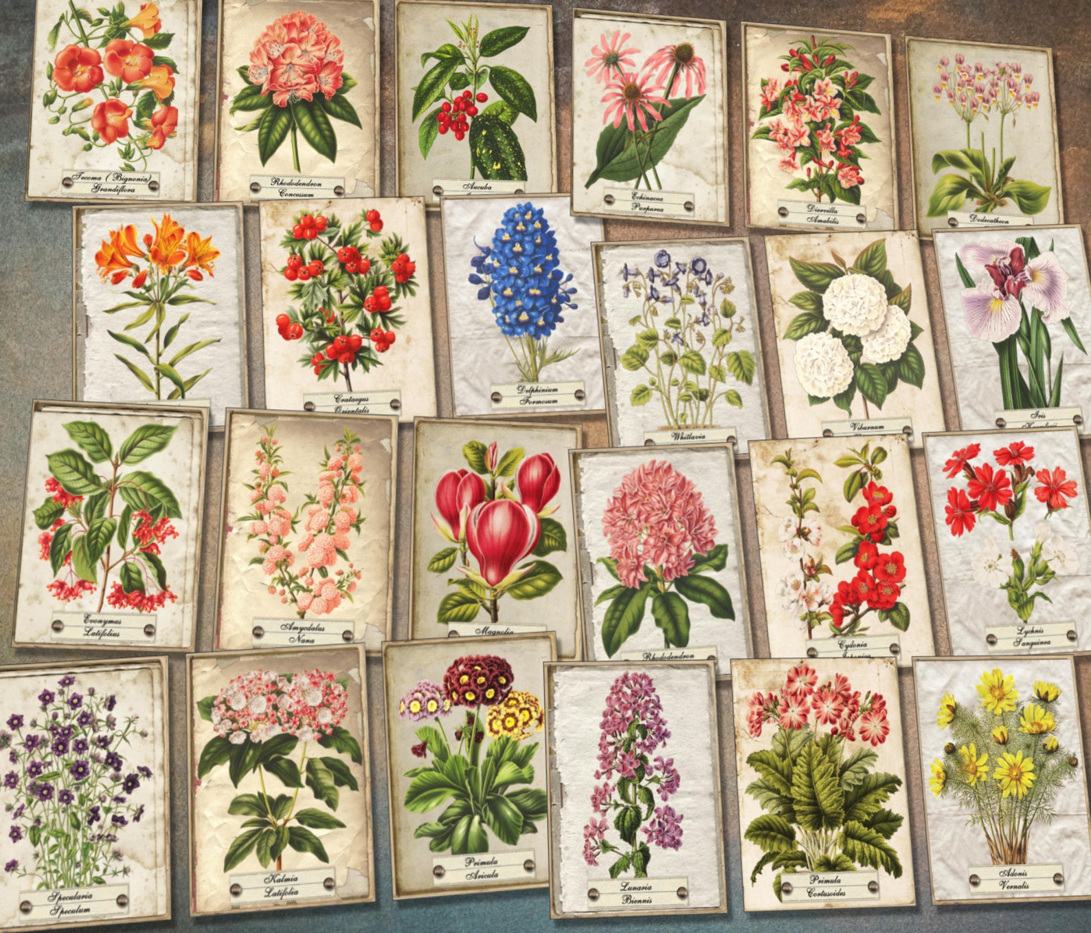 Vintage Old Botanical Floral Cards for Card Making | Etsy