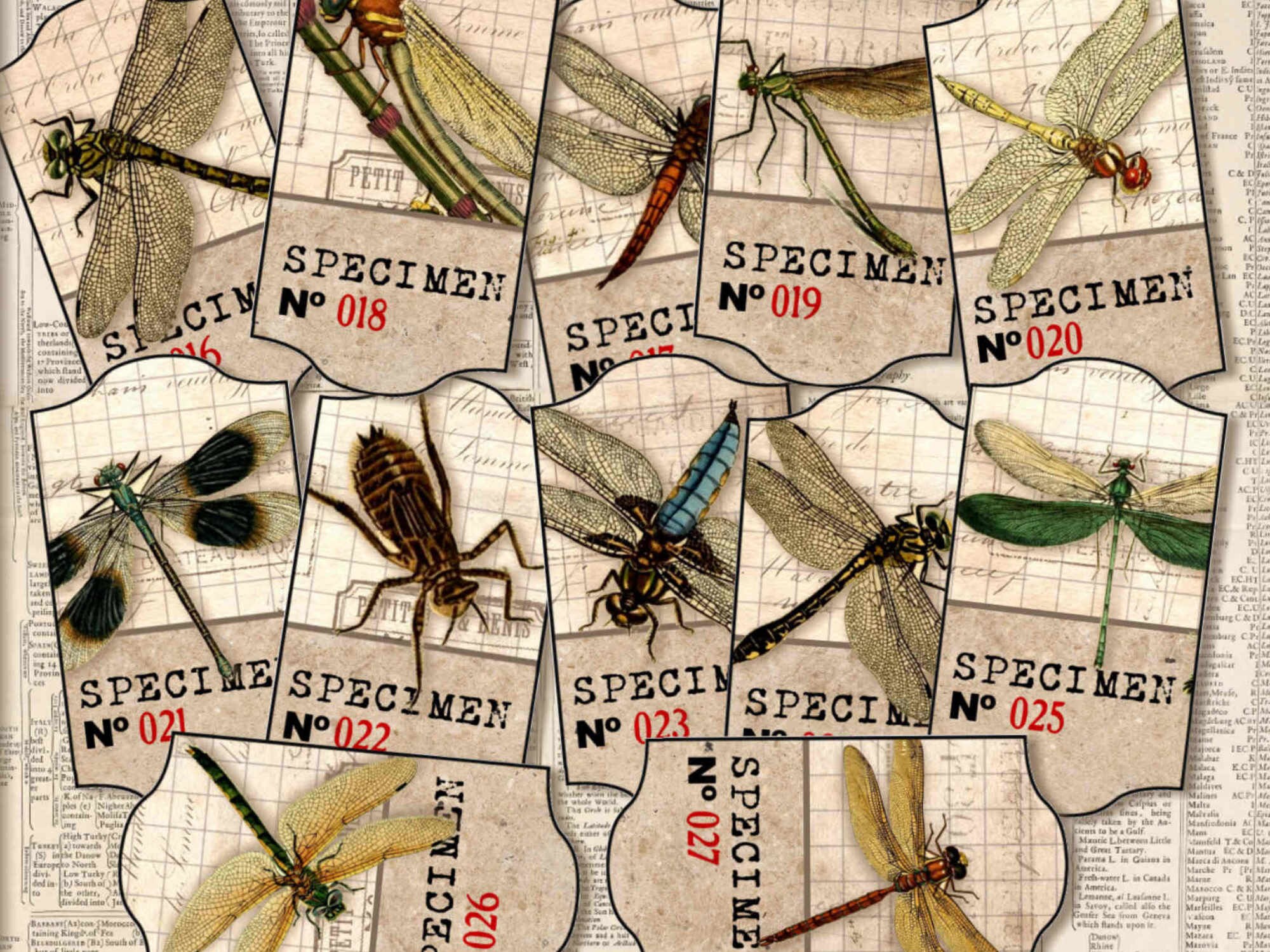 Dragonfly Specimen Labels Vintage Dragonflies Images - Etsy UK