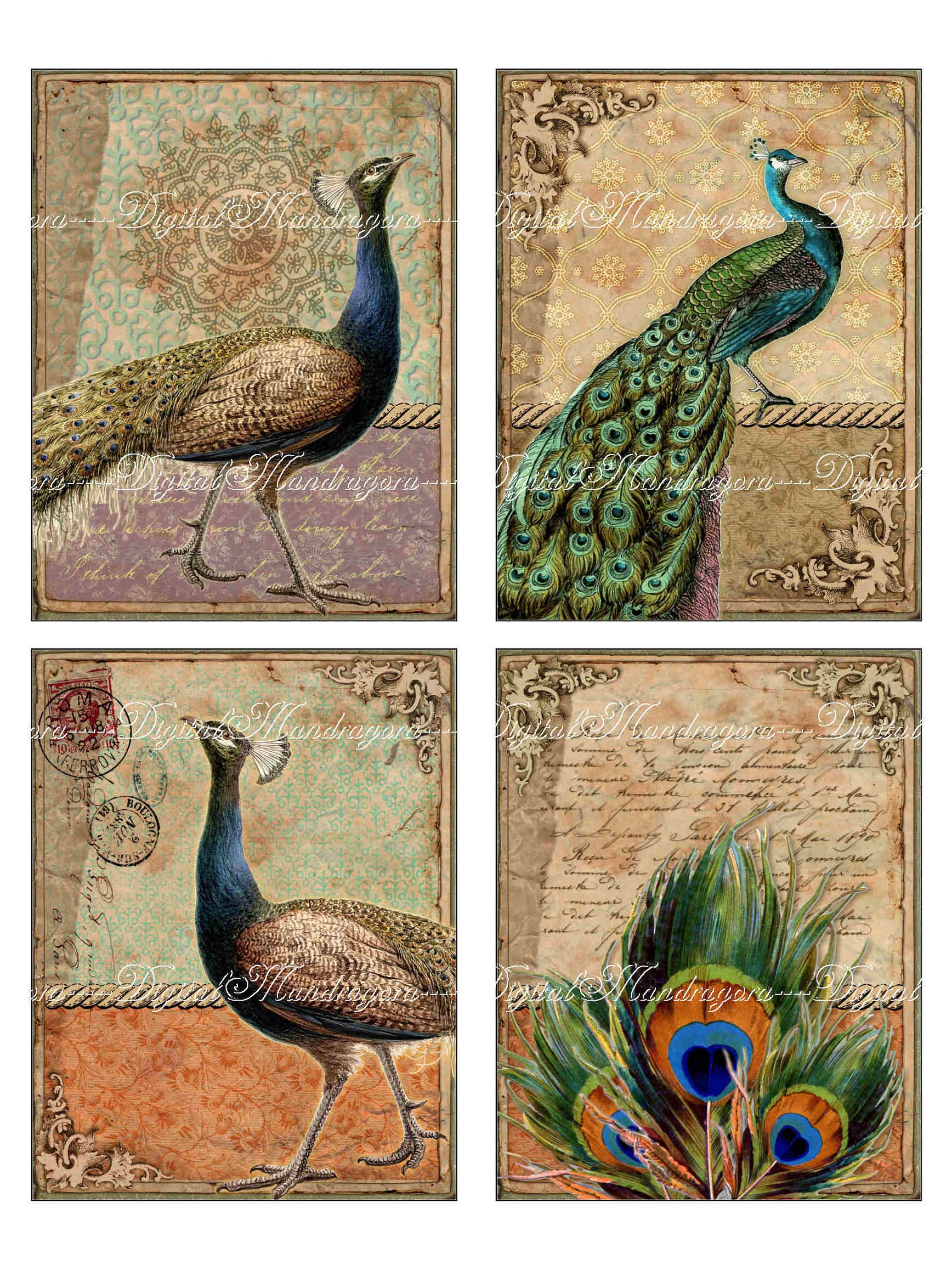 Peacock Cards Cardmaking Scrapbooking Peacock Prints Junk | Etsy