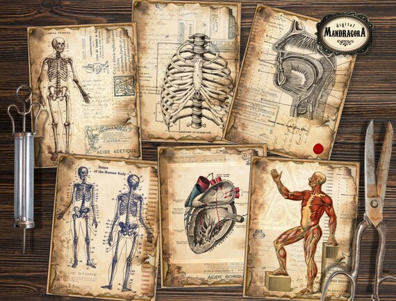 Anatomy Cards Vintage Medical Cards on Burnt Paper Vintage - Etsy
