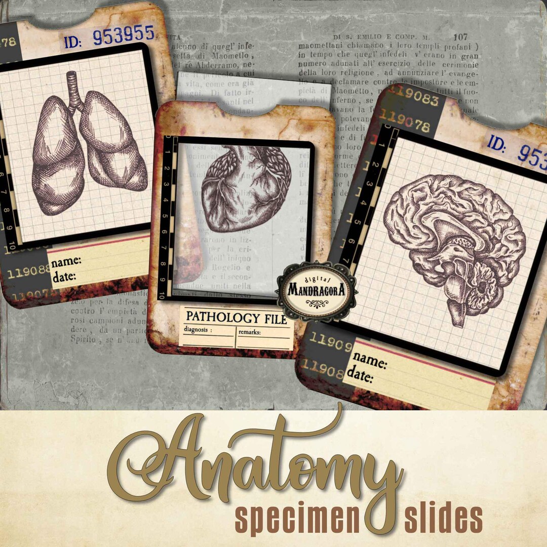 Human Organs Slides With Tray, Vintage Specimen Anatomy Medical ...