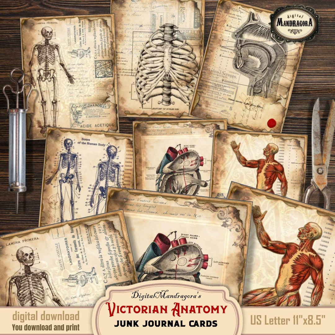 Anatomy Cards, Vintage Medical Cards on Burnt Paper, Vintage Anatomy ...
