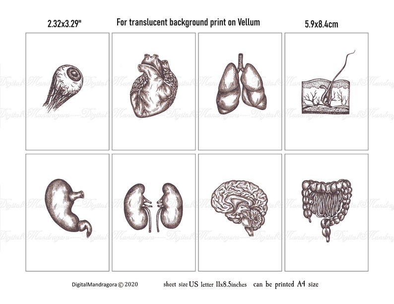 Human Organs Slides With Tray Vintage Specimen Anatomy - Etsy