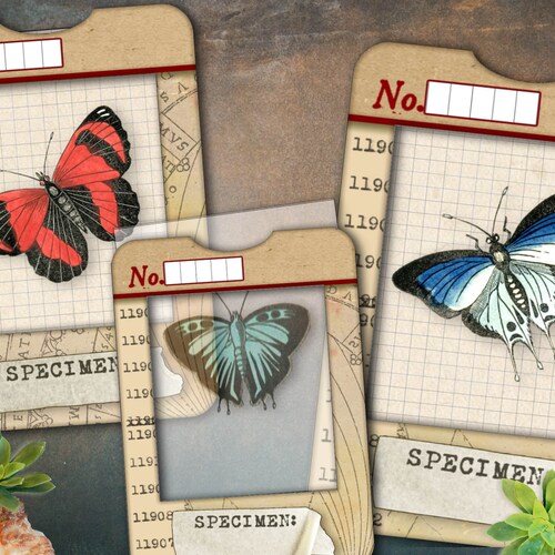 Bugs Specimen Slides With Frames Vintage Bugs Cards for - Etsy