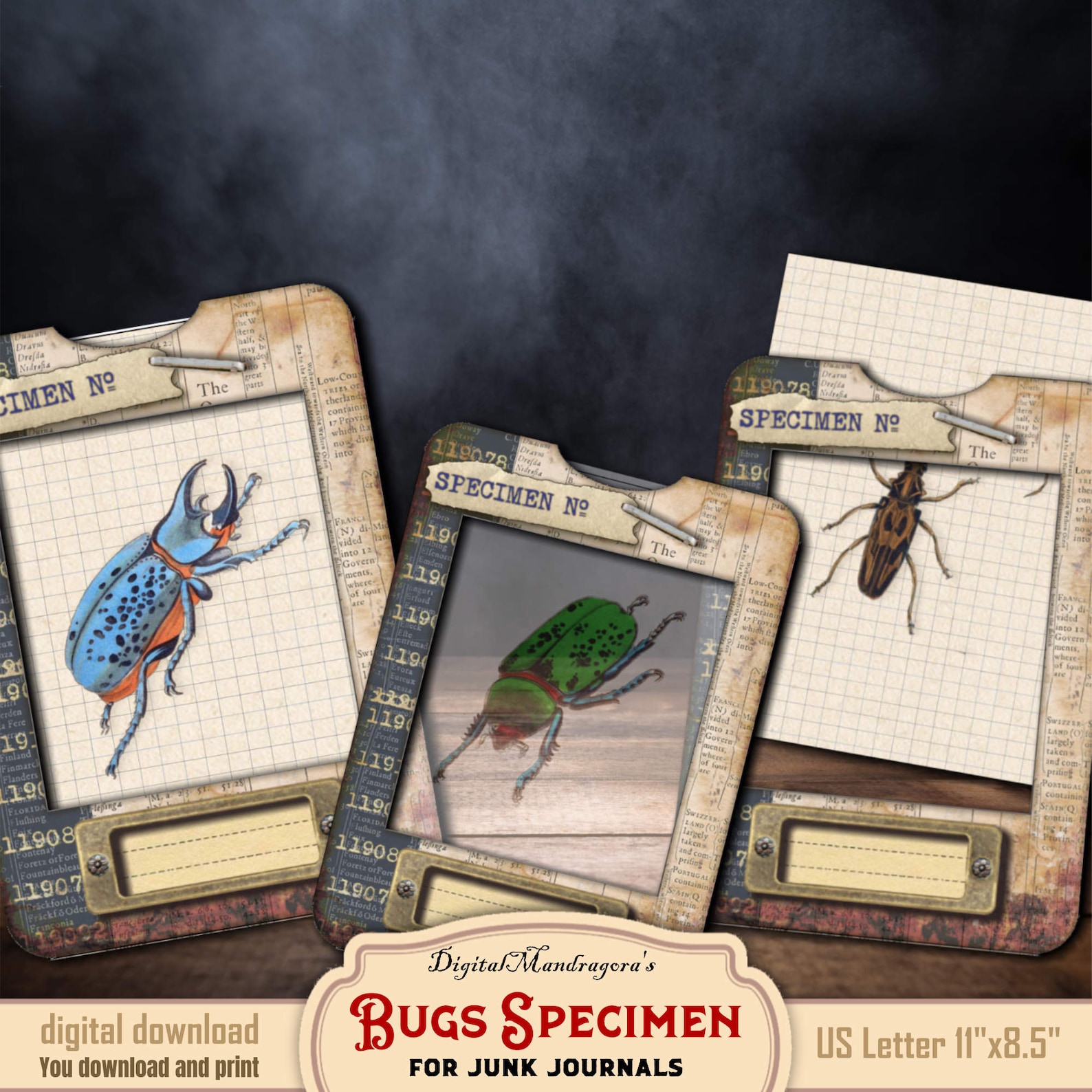 Bugs Specimen Slides With Frames, Vintage Bugs Cards for Journaling ...