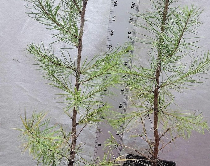 American Larch Tree, Larix Laricina, Tamarack, Eastern Larch, Fast ...