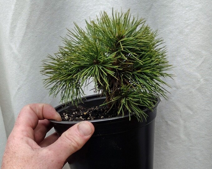 Bristlecone Pine. Pinus Aristata. Natural Dwarf. Young Tree Ready for ...
