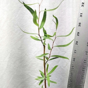 Weeping Corkscrew Willow Sapling in Nursery Pot. Live Rooted Salix ...