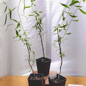 Weeping Corkscrew Willow Sapling in Nursery Pot. Live Rooted Salix ...