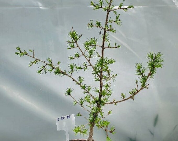 Tamarack Tree Pre Bonsai Root Trained Starter in Plastic Pot. Larix ...