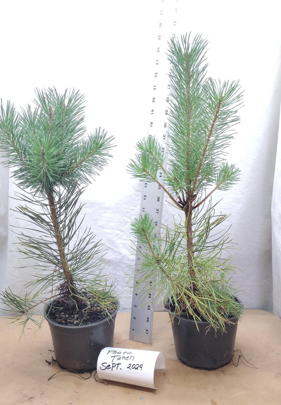 Scotch Pine Christmas Tree. Pinus Sylvestris. Live 3 Year Old Tree in ...
