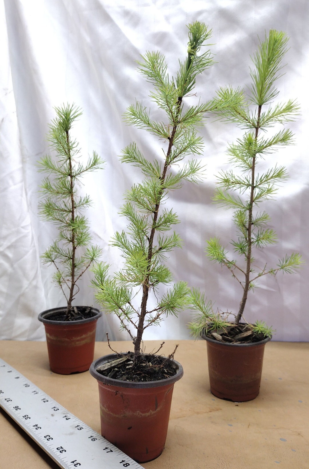 Tamarack Eastern American Larch Tree in Small Nursery Pot Ready for ...