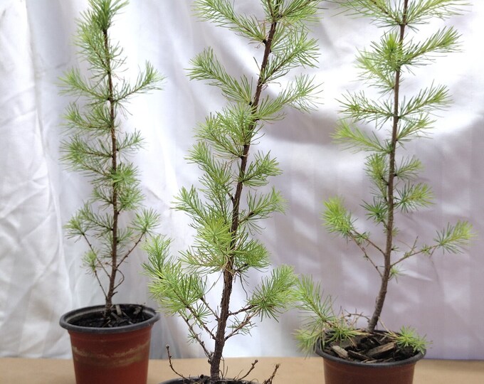 Tamarack Eastern Larch Bare Root 3 Year Old Young Conifer Tree ...