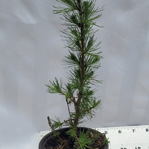 Tamarack Eastern American Larch Tree in Small Nursery Pot Ready for ...