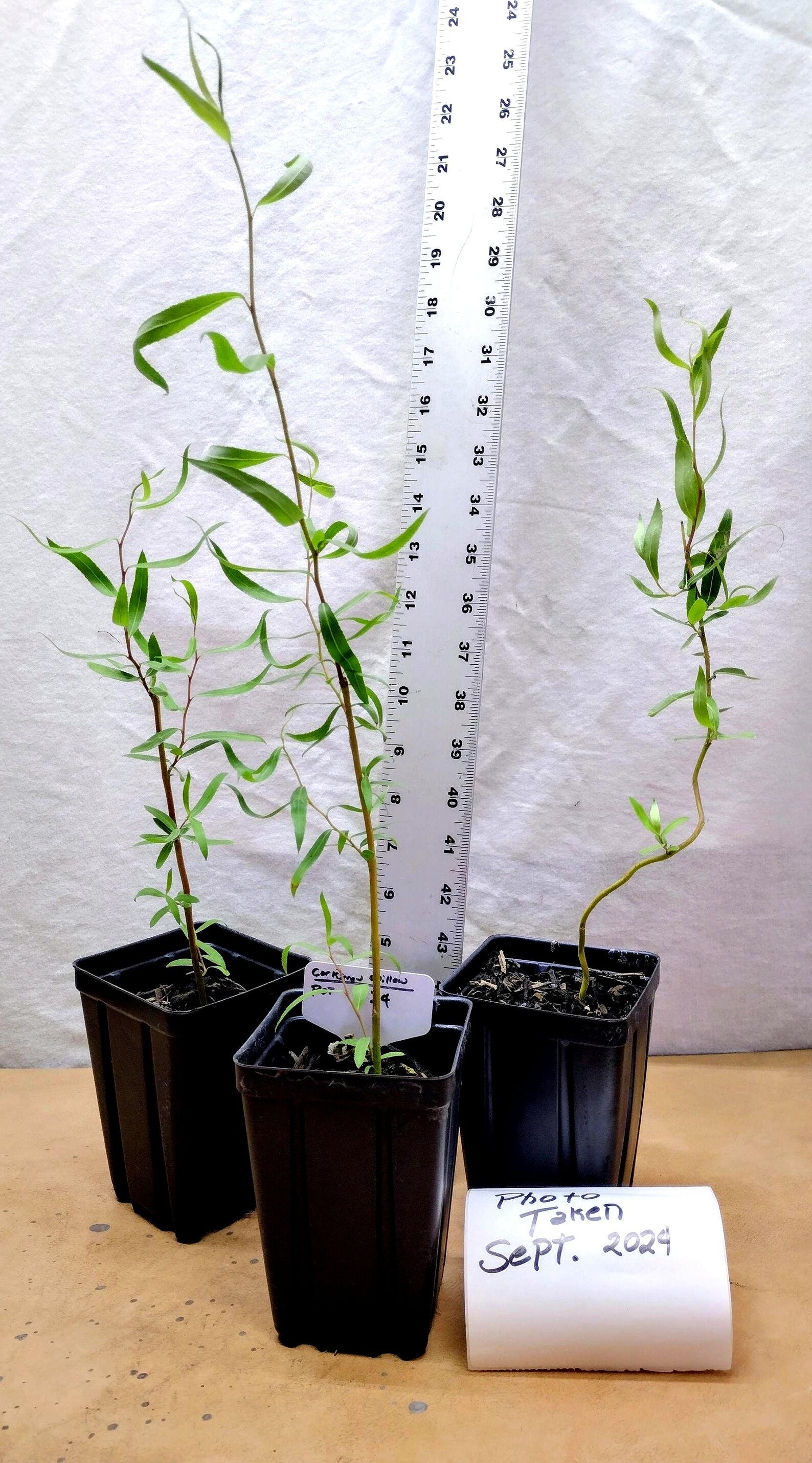 Weeping Corkscrew Willow Sapling in Nursery Pot. Live Rooted Salix ...