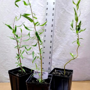 Weeping Corkscrew Willow Sapling in Nursery Pot. Live Rooted Salix ...