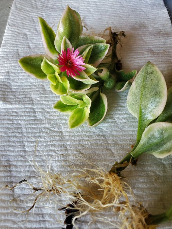 Variegated Heartleaf Ice Plant 3 Bare Root Succulent Cuttings - Etsy