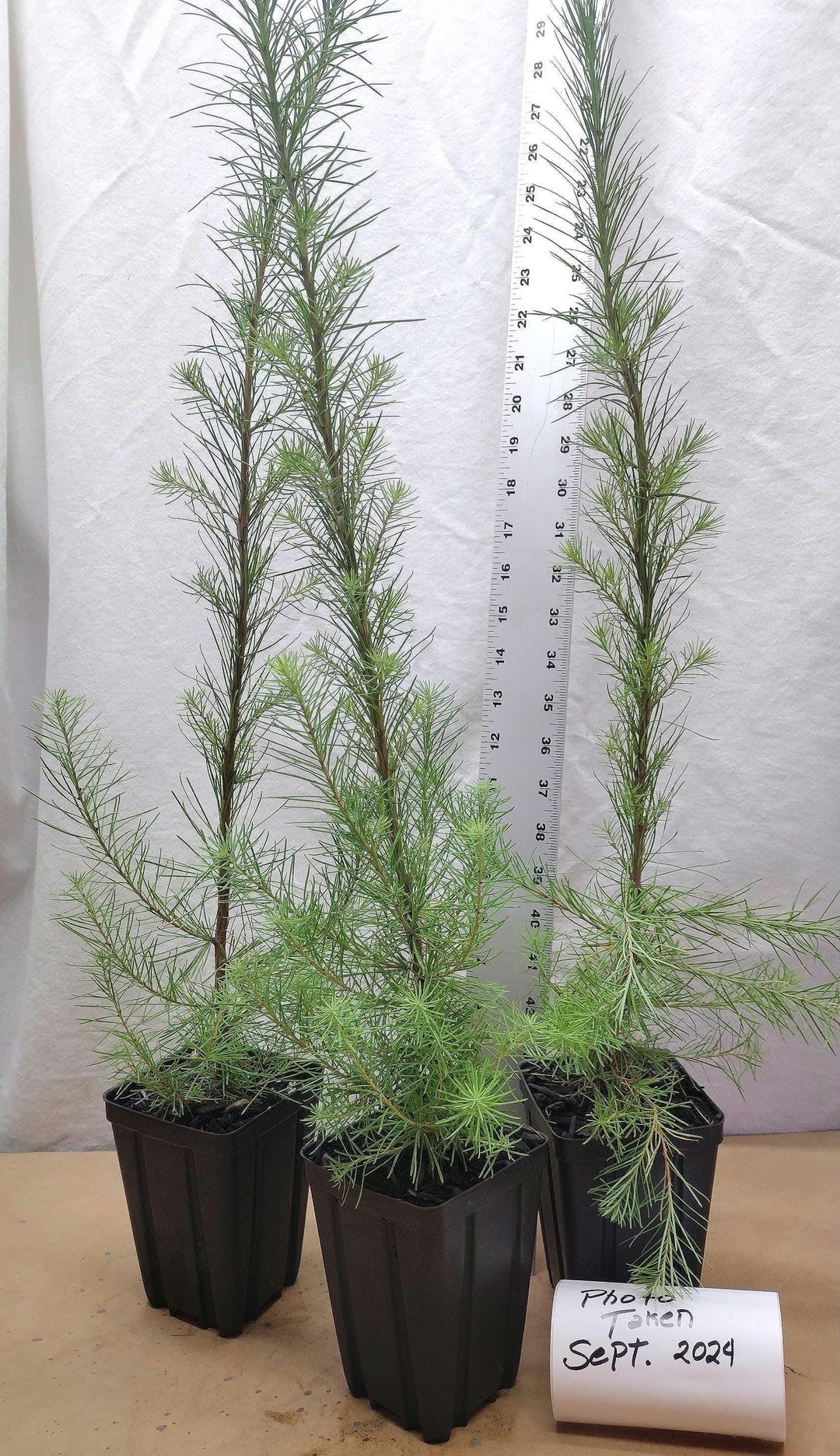 Tamarack Eastern American Larch Tree in Small Nursery Pot Ready for ...