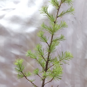 Tamarack Eastern American Larch Tree in Small Nursery Pot Ready for ...