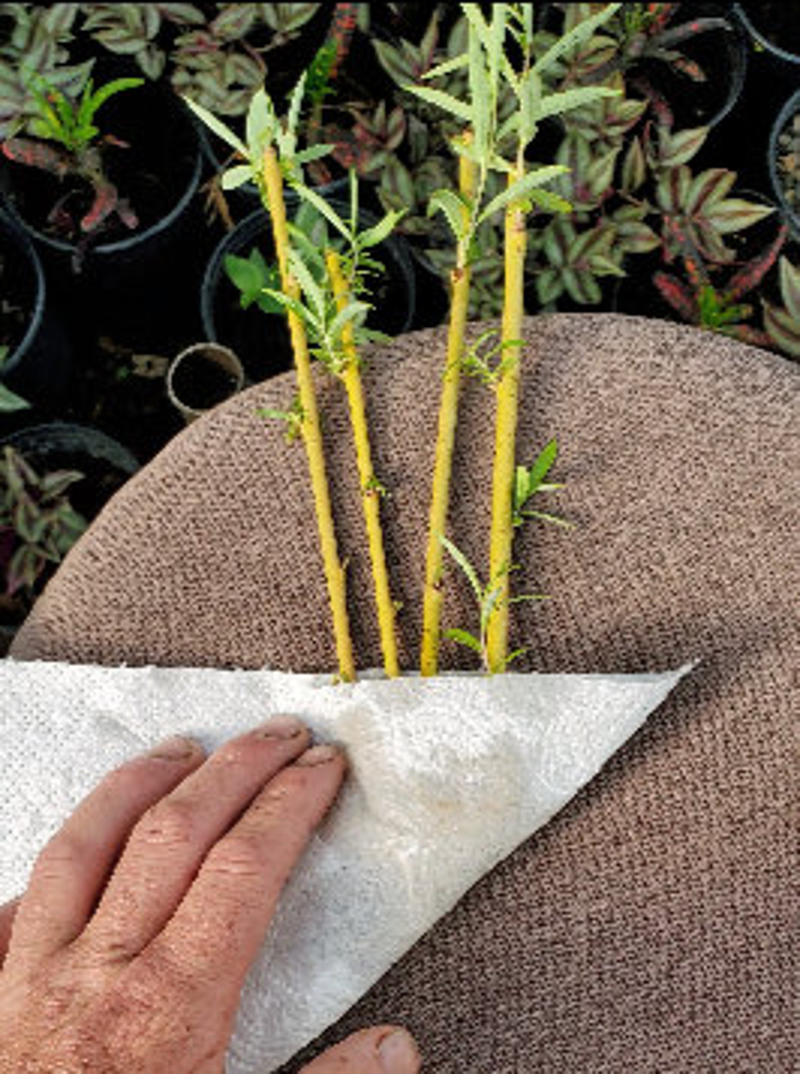 3x Live Rooted Weeping Willow Tree Cuttings. Salix Babylonia. Great ...