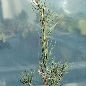 Tamarack Eastern Larch Bare Root 3 Year Old Young Conifer Tree ...