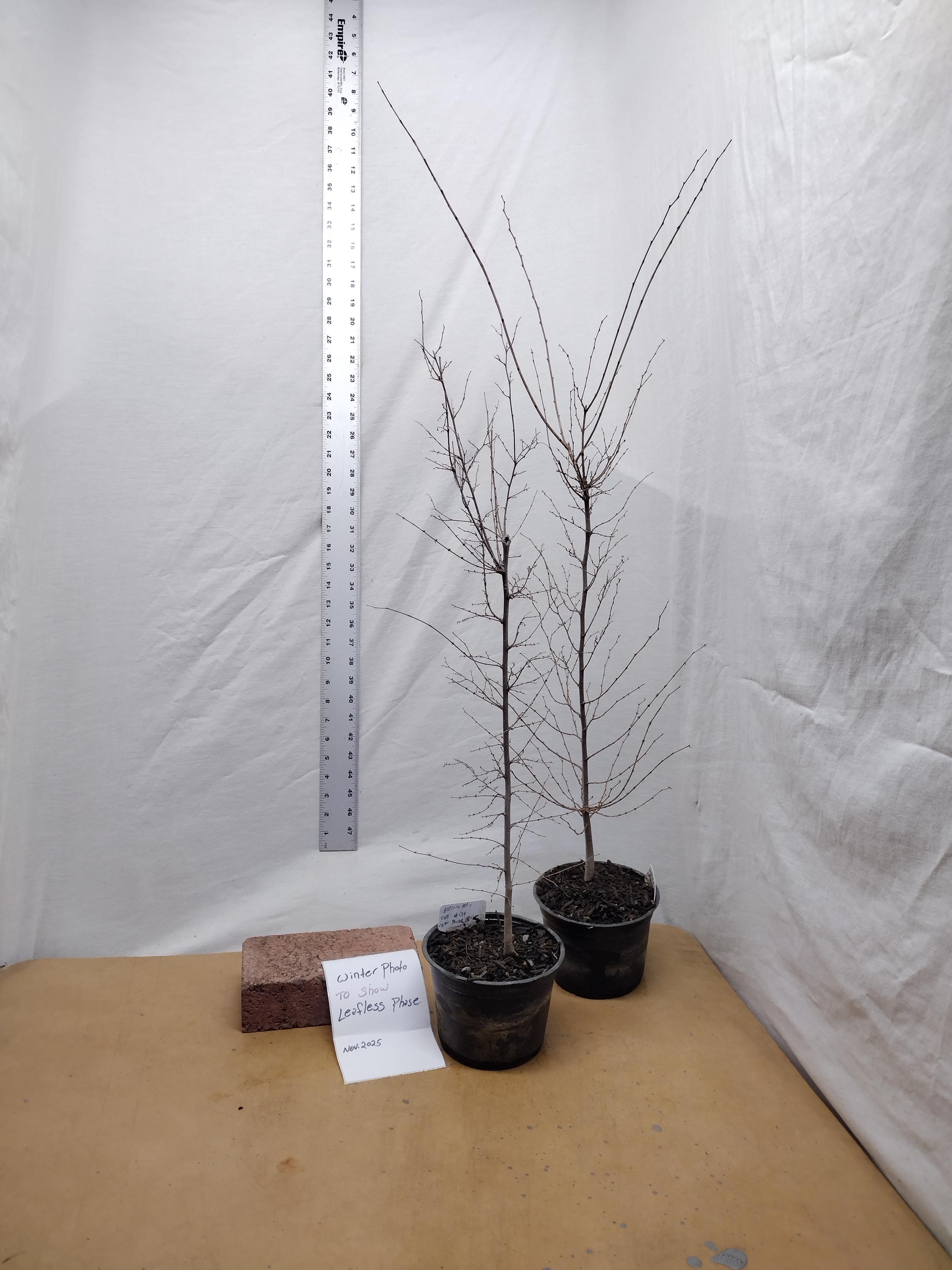 Zelkova Serrata Tree in Nursery Pot. Japanese Zelkova. Keaki. Elm ...