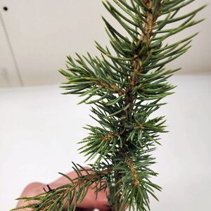Colorado Blue Spruce Bare Root 9 Inch Tree. Pre Bonsai or Landscape ...