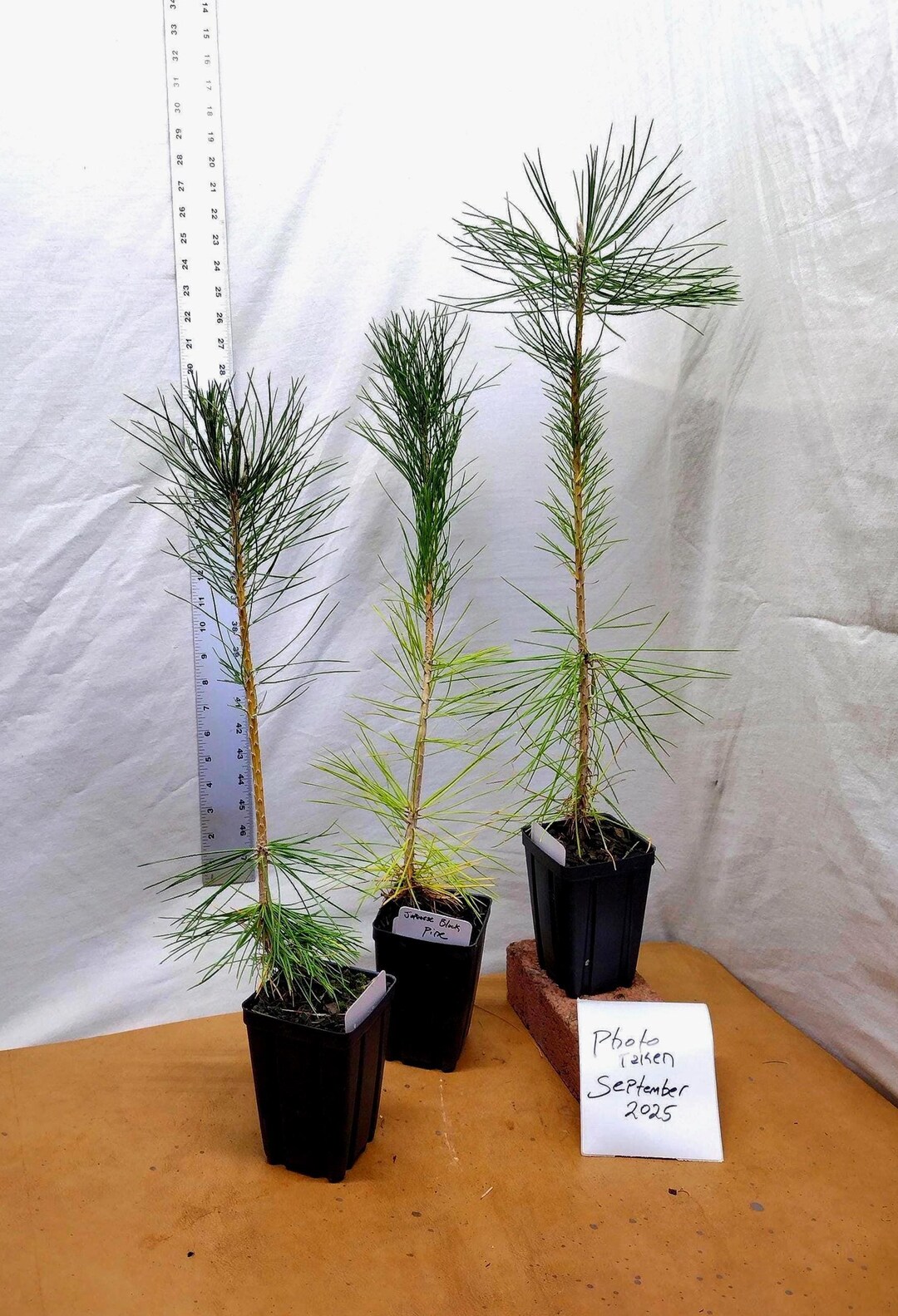 Japanese Black Pine 1 Year Old Tree in Nursery Pot. Pinus Thunbergii ...