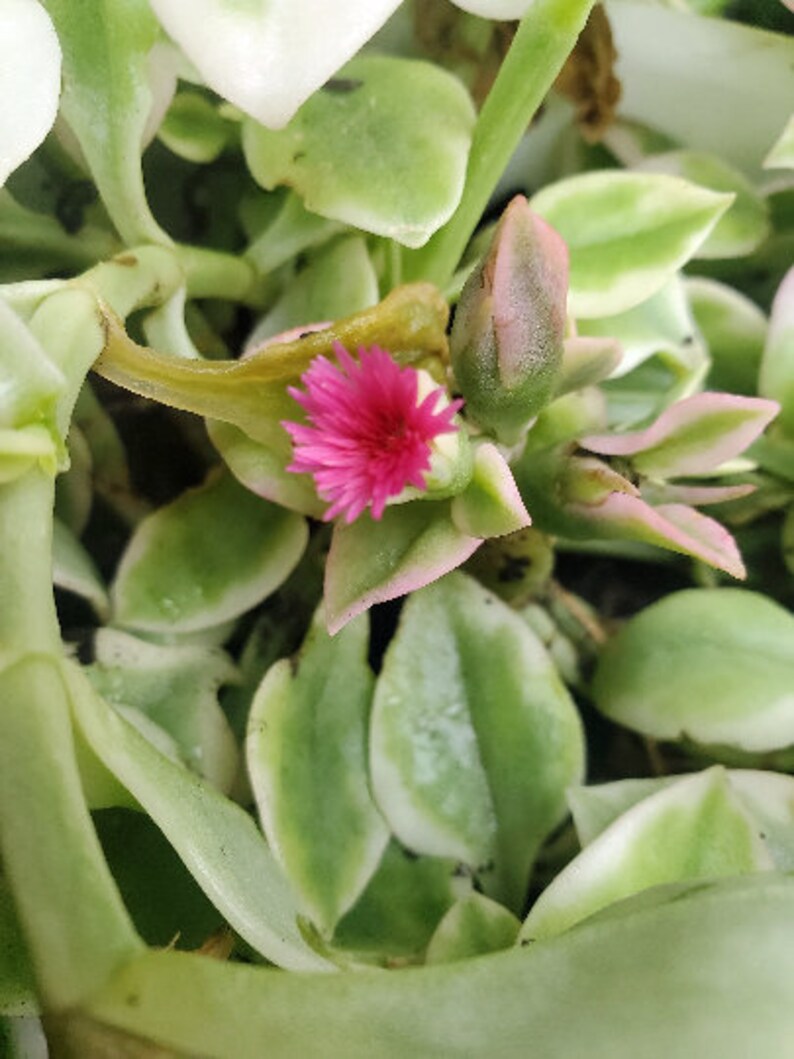 Variegated Heartleaf Ice Plant Succulent in 3 Inch Nursery Pot - Etsy