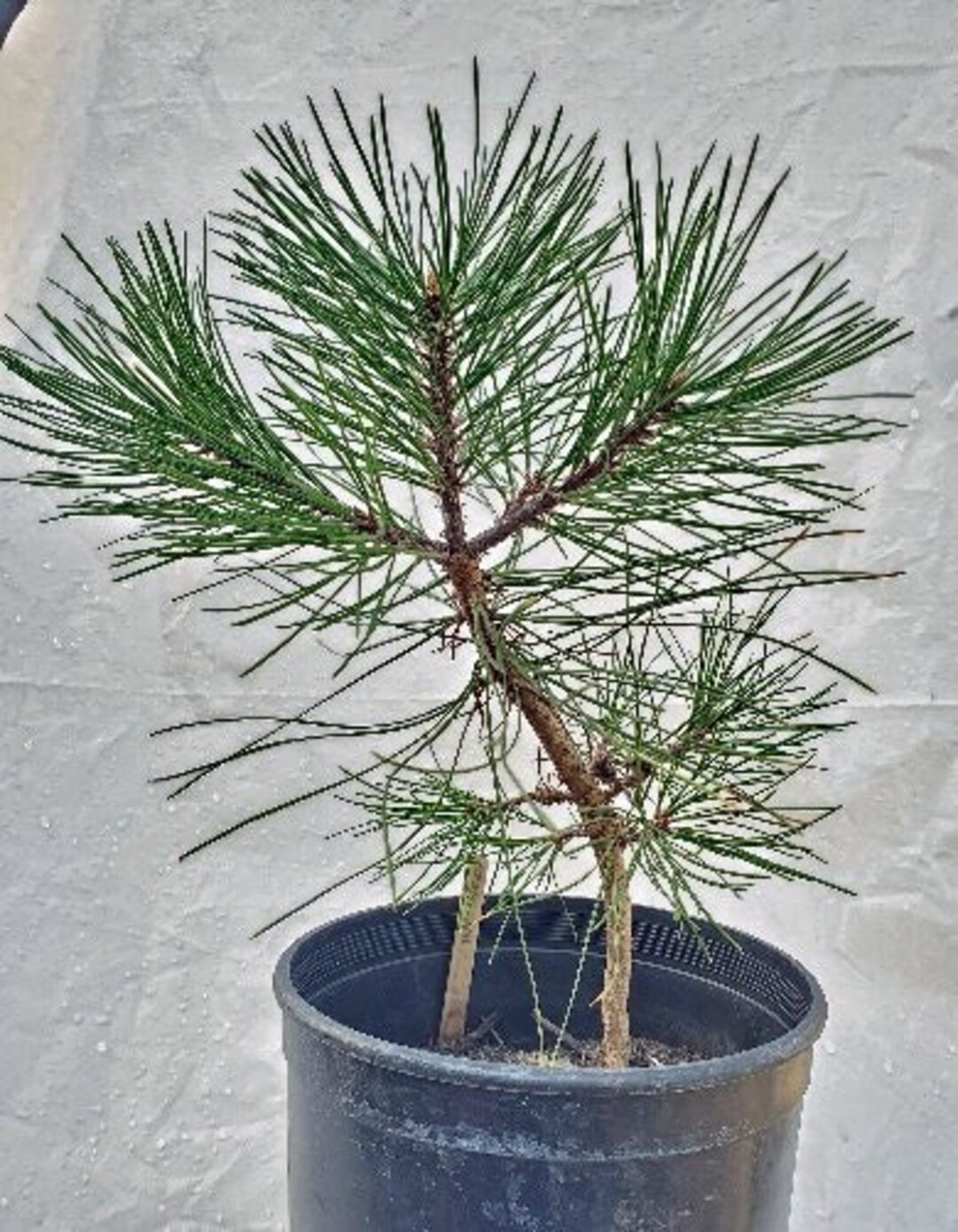 Pacific Ponderosa Pine Tree Pre Bonsai or Landscaping in Nursery Pot ...