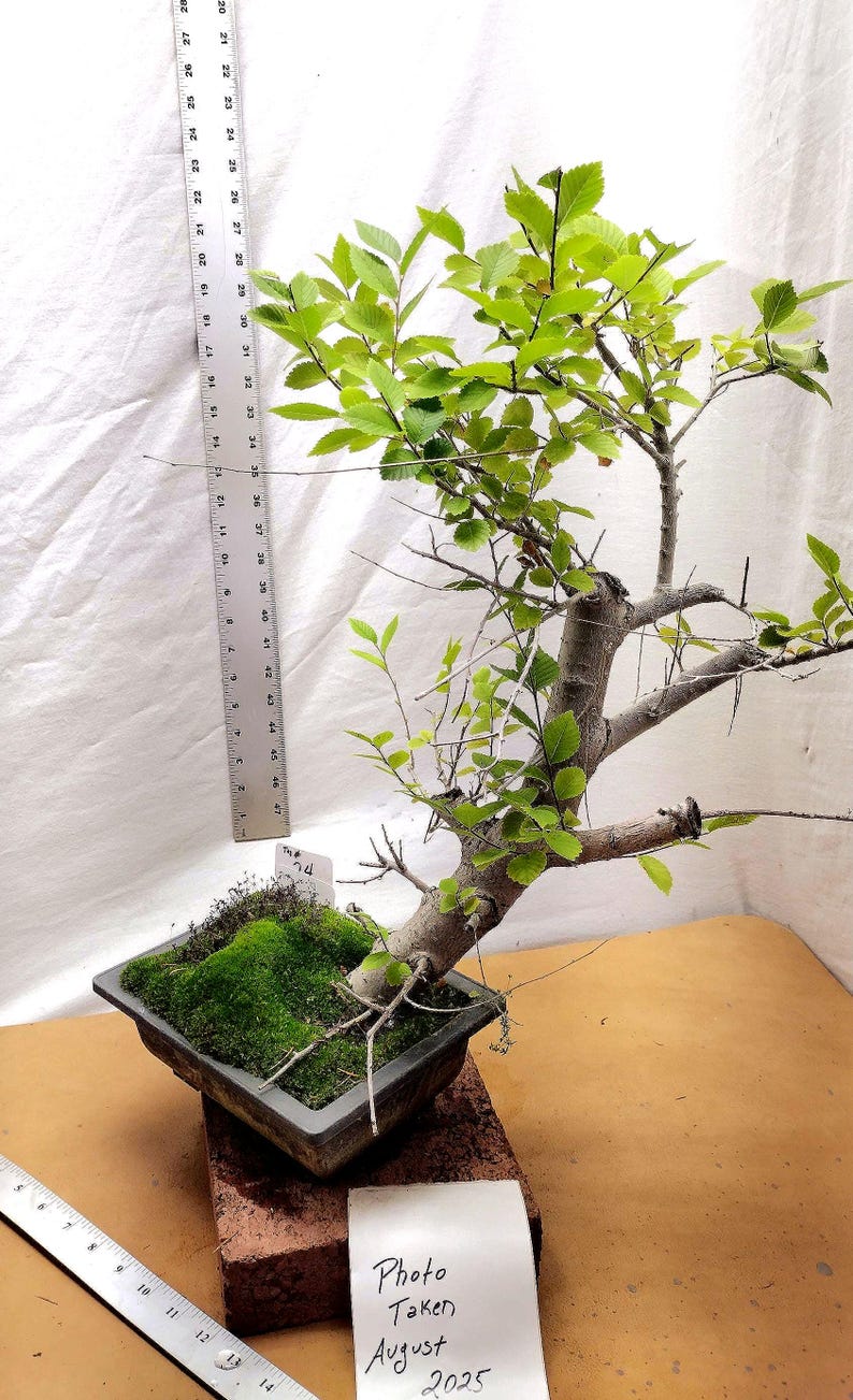 THIS EXACT TREE- Tag #24 Ulmus Elm Live Bonsai Trained Tree in a Basic ...
