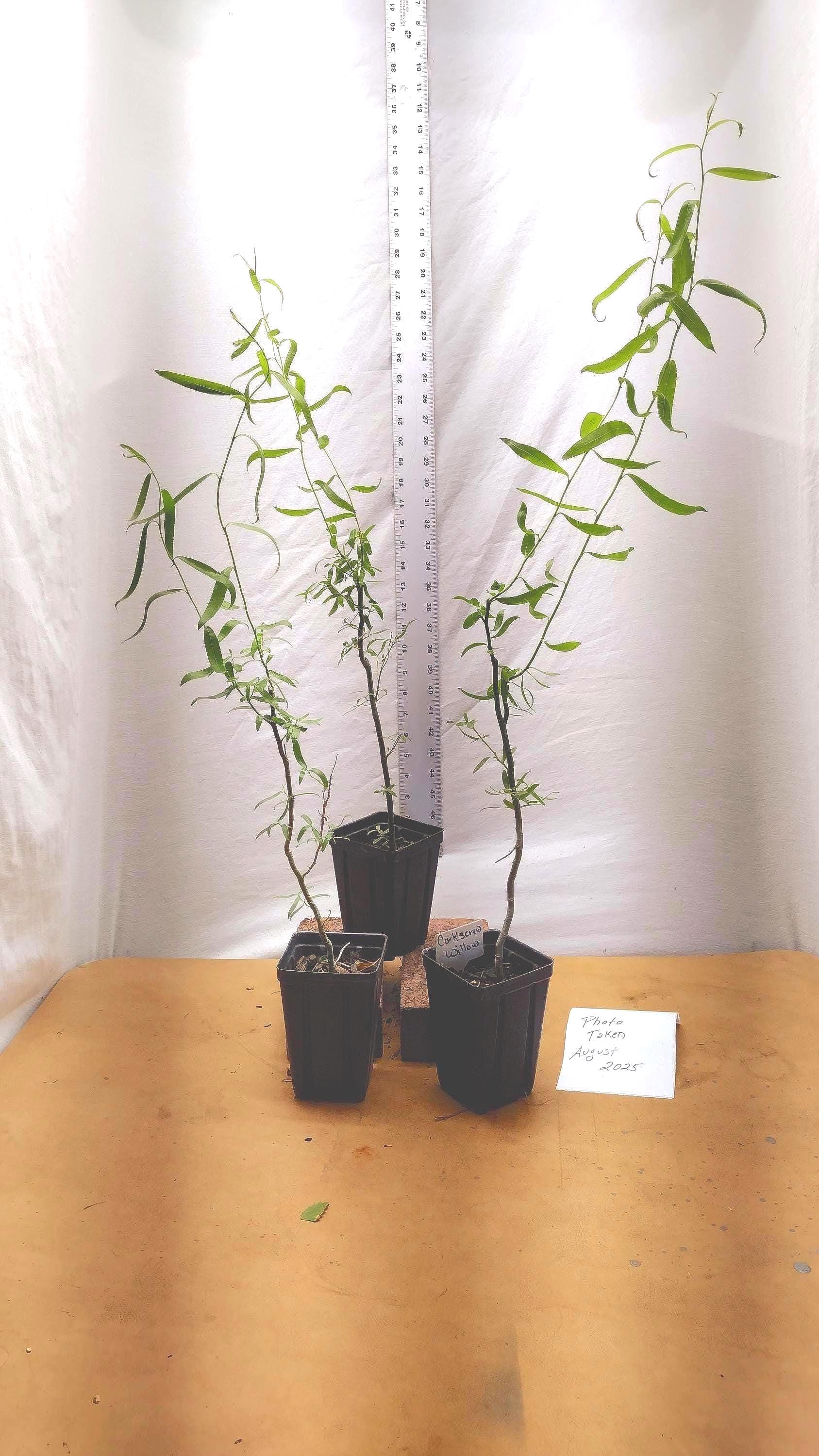 Weeping Corkscrew Willow Sapling in Nursery Pot. Live Rooted Salix ...