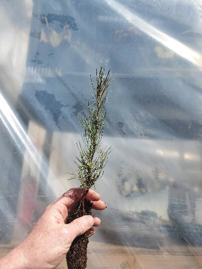 Tamarack Eastern Larch Bare Root 3 Year Old Young Conifer | Etsy