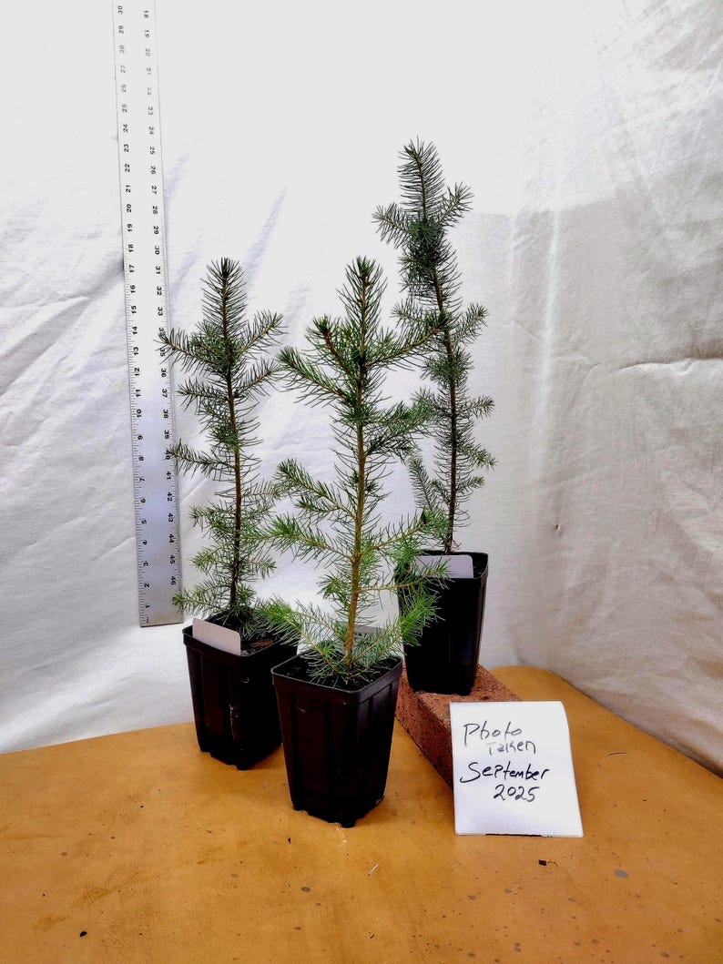 Norway Spruce 2 Year Old Tree in Nursery Pot. Picea Abies. Live Tree ...