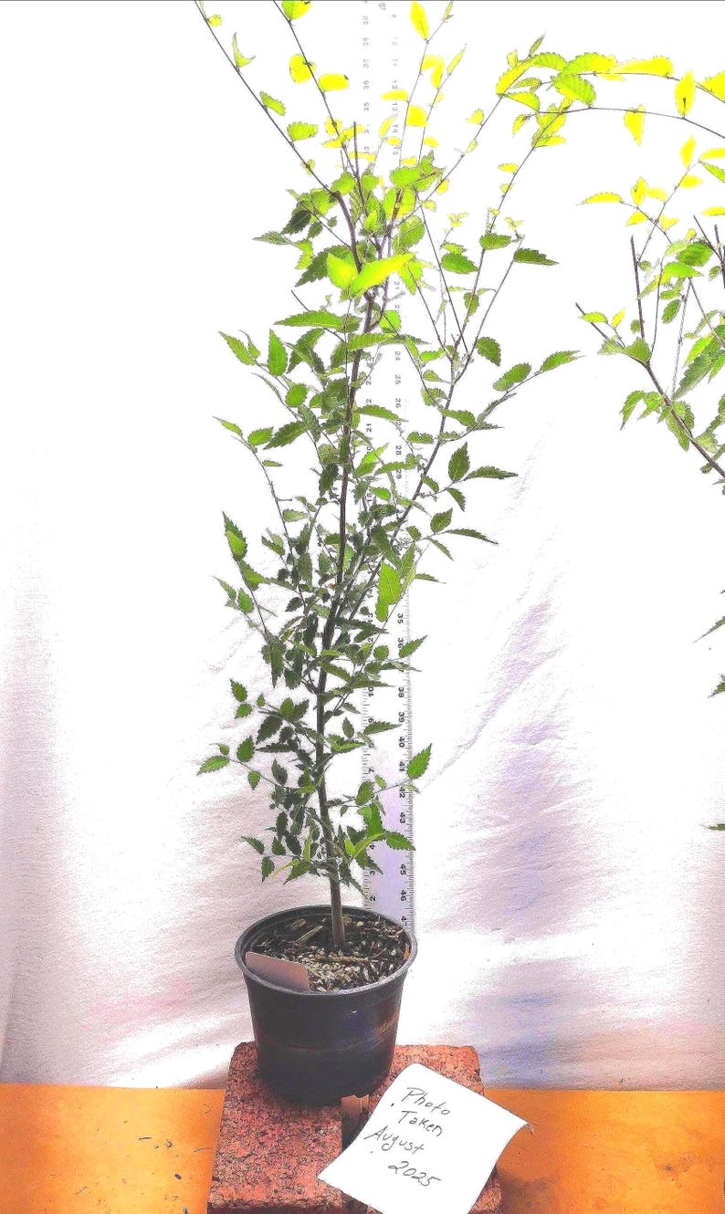 Zelkova Serrata Tree in Nursery Pot. Japanese Zelkova. Keaki. Elm ...