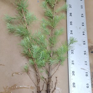 Tamarack Eastern Larch Bare Root 3 Year Old Young Conifer Tree ...