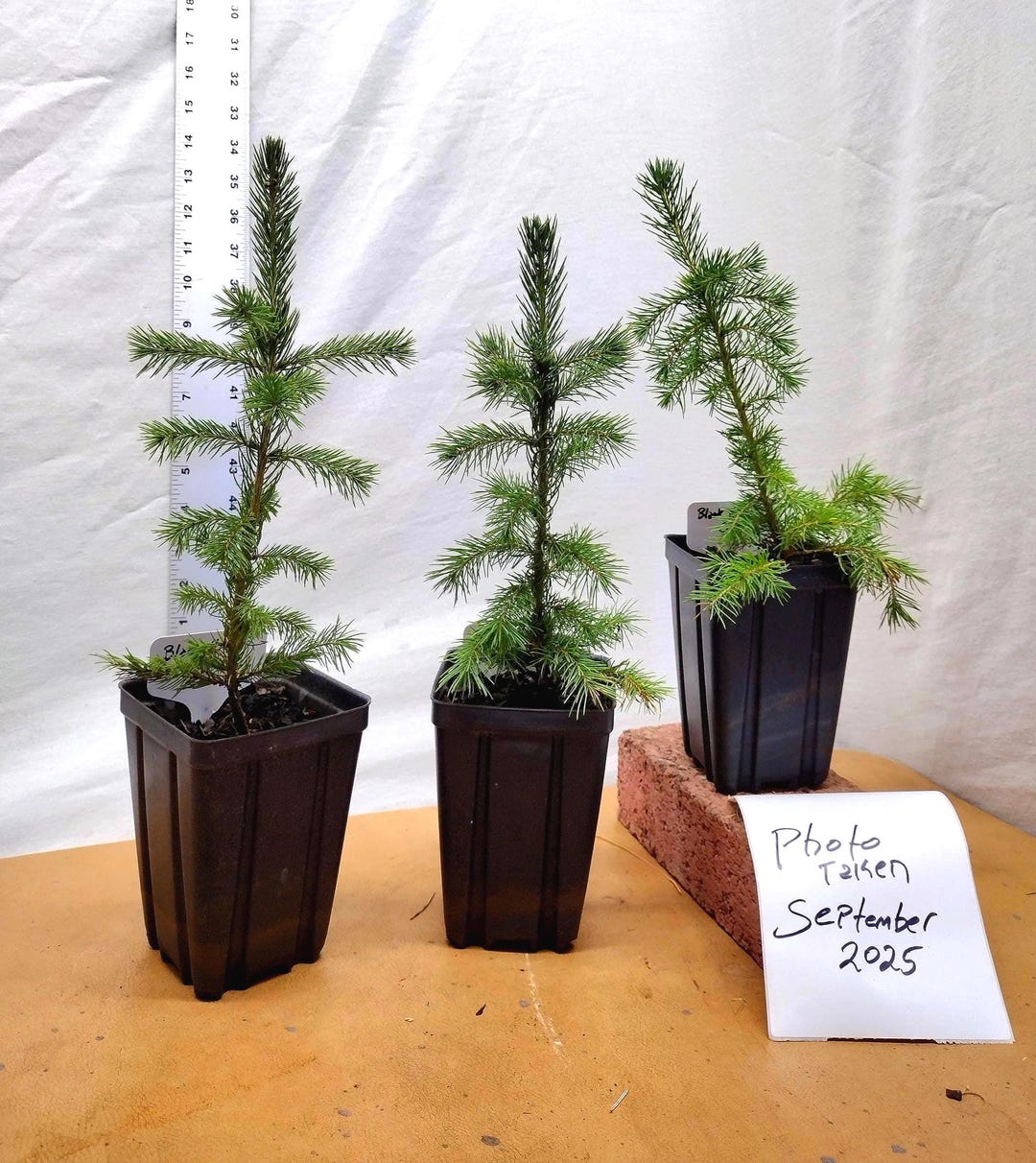 Live Black Hills Spruce 3 Year Old Tree. Picea Glauca Densata. Mariana ...
