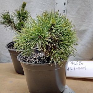 Bristlecone Pine. Pinus Aristata. Natural Dwarf. Young Tree Ready for ...