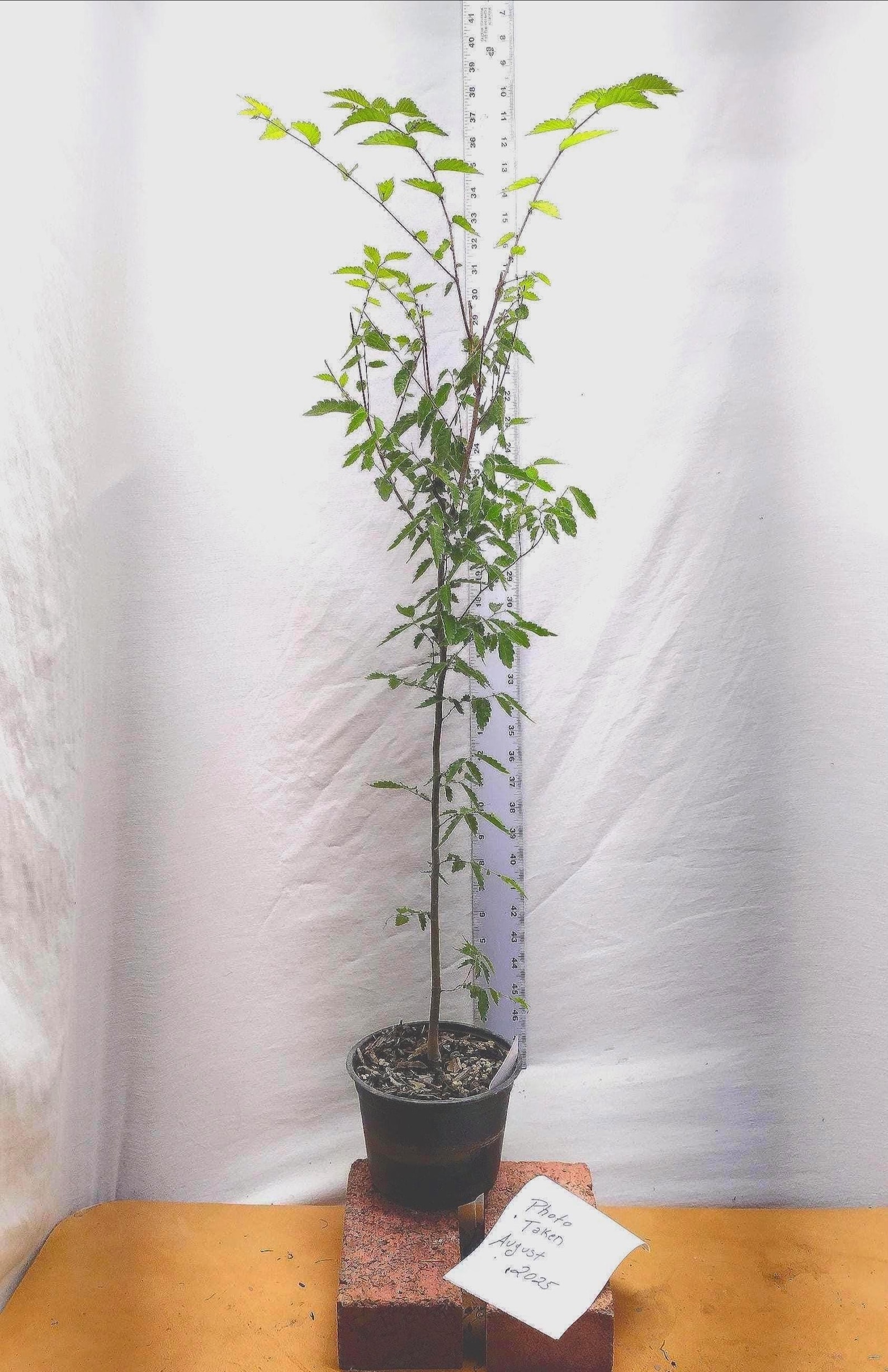 Zelkova Serrata Tree in Nursery Pot. Japanese Zelkova. Keaki. Elm ...
